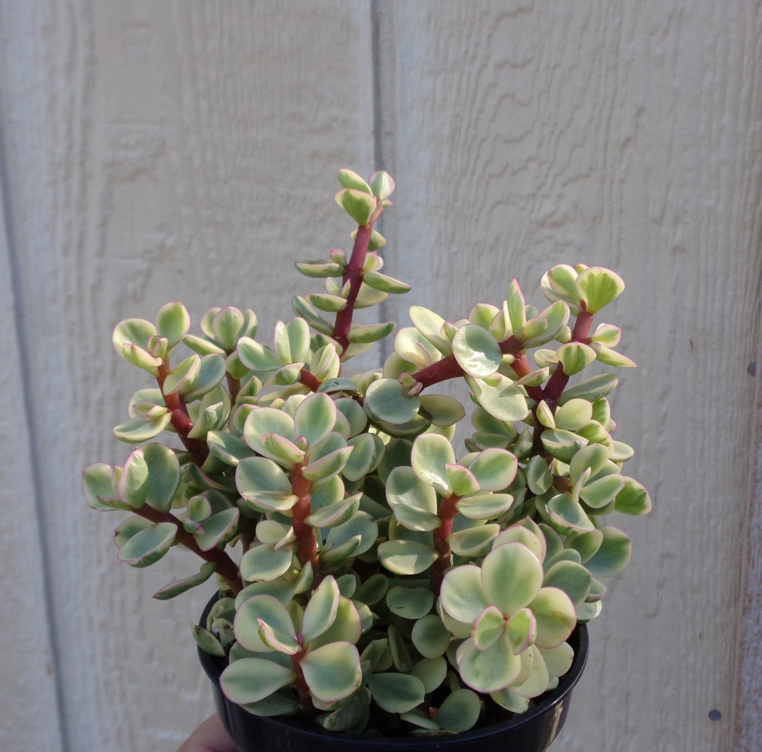Rainbow Elephant Bush Portulacaria Afra Variegata - Etsy