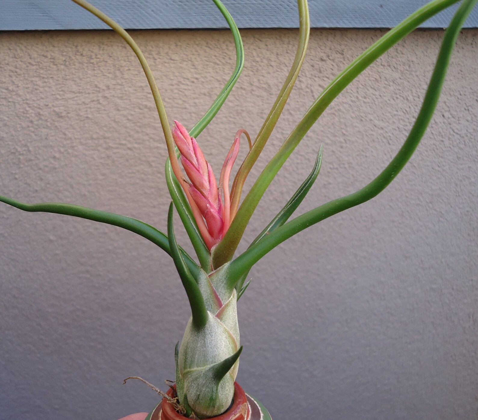 Large Bulbosa Belize - Etsy