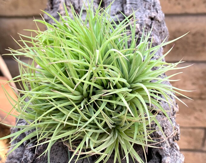 Tillandsia Ionantha Fat Boy Ball/clump Air Plants - Etsy