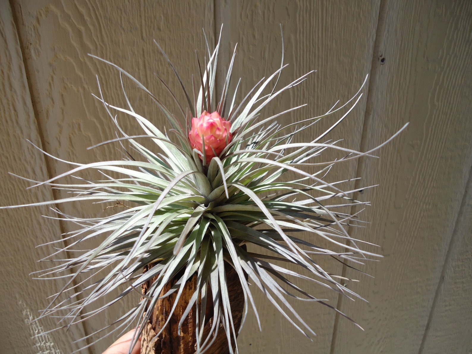 Tillandsia Stricta Iridescent Air Plants - Etsy