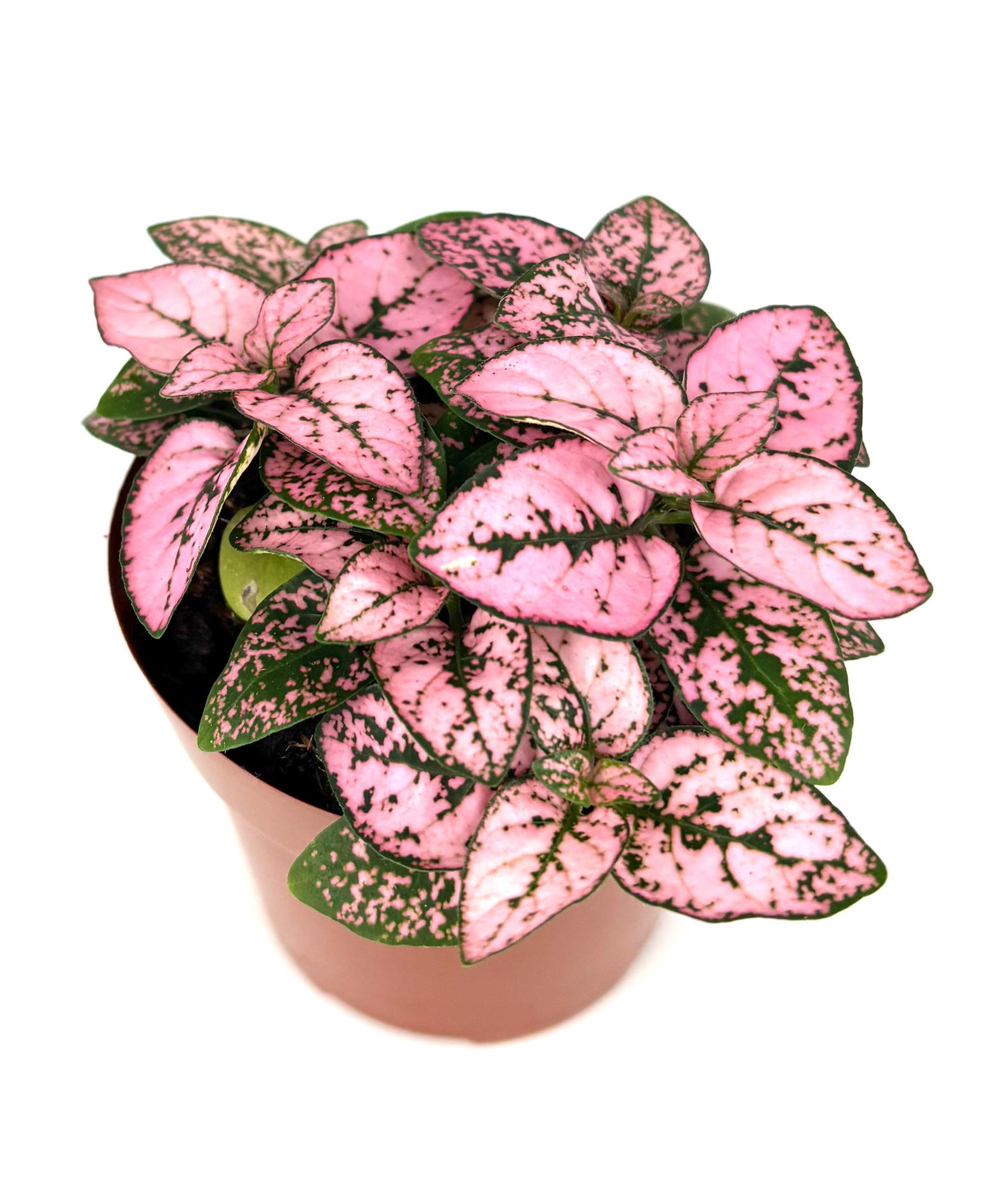 Hypoestes Rose Splash Live Potted House Plants - Etsy