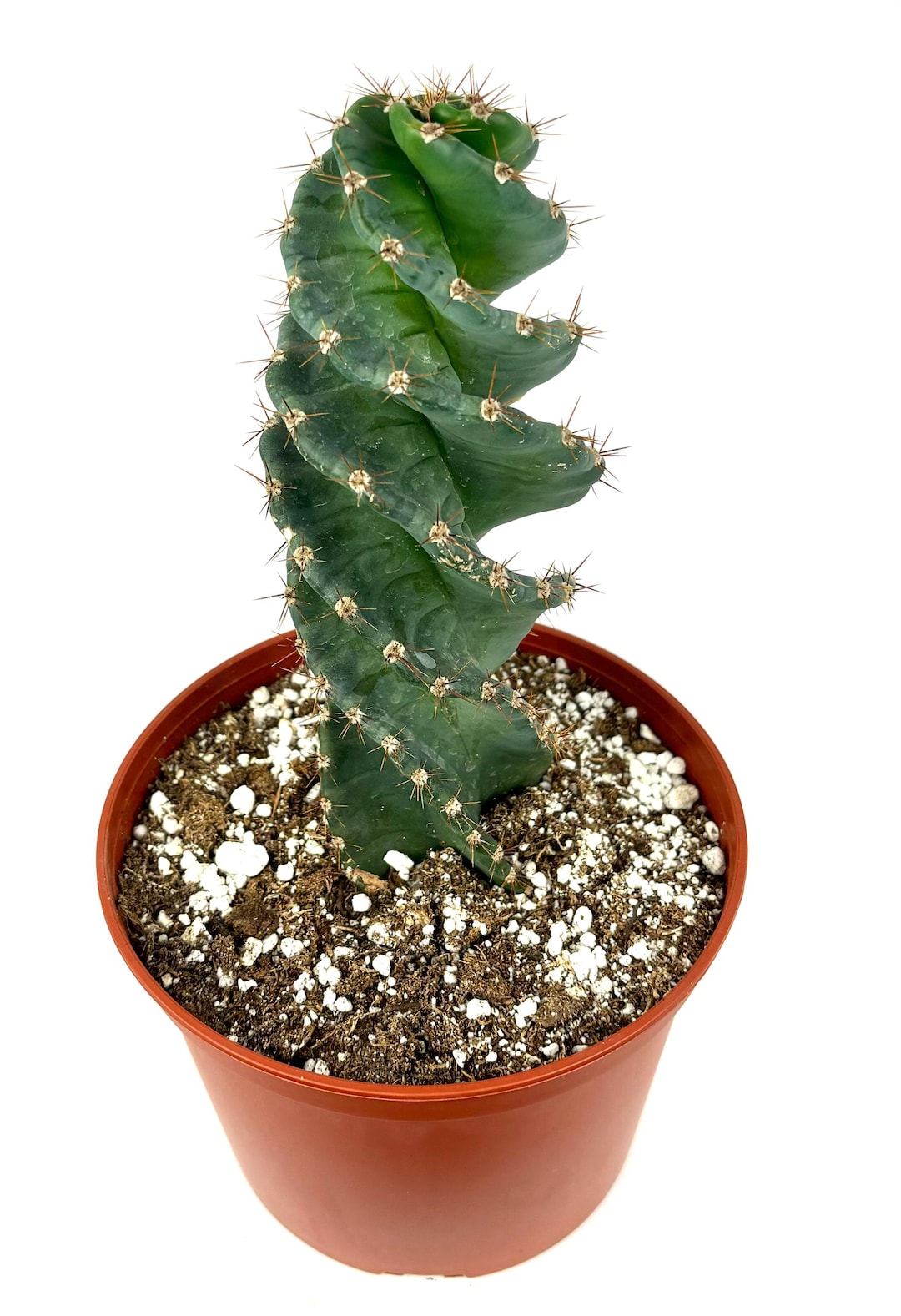 Spiral Cactus Cereus Forbesii Spiralis Large 8-12"+, 6" Pot - Etsy