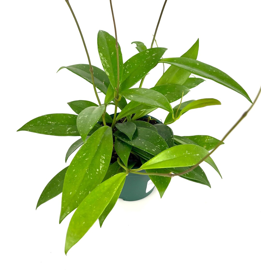 Hoya Publicalyx Vining Houseplant, 4" Pot - Etsy