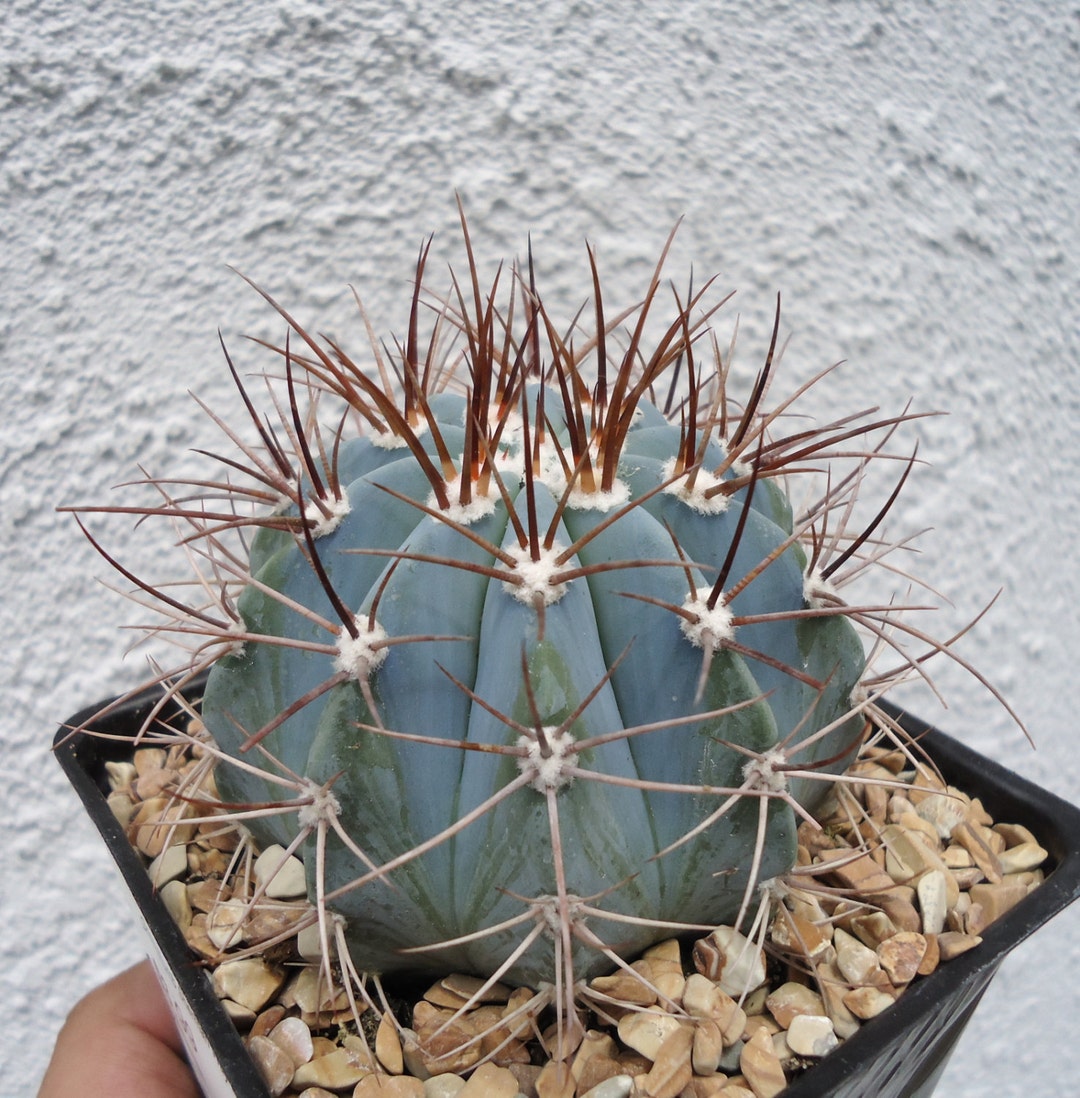 Blue Turk's Cap Cactus Melocactus Azureus - Etsy