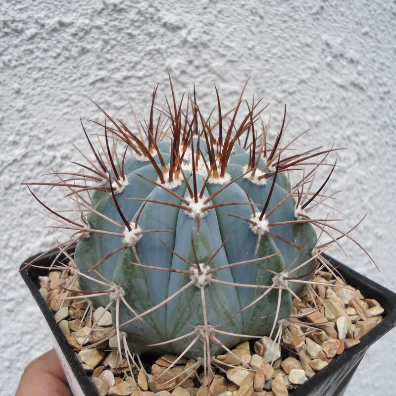 Blue Cactus - Etsy