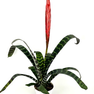 Large Vriesea Splenriet Flaming Sword Houseplant 12-18" Tall in 4" Pot ...