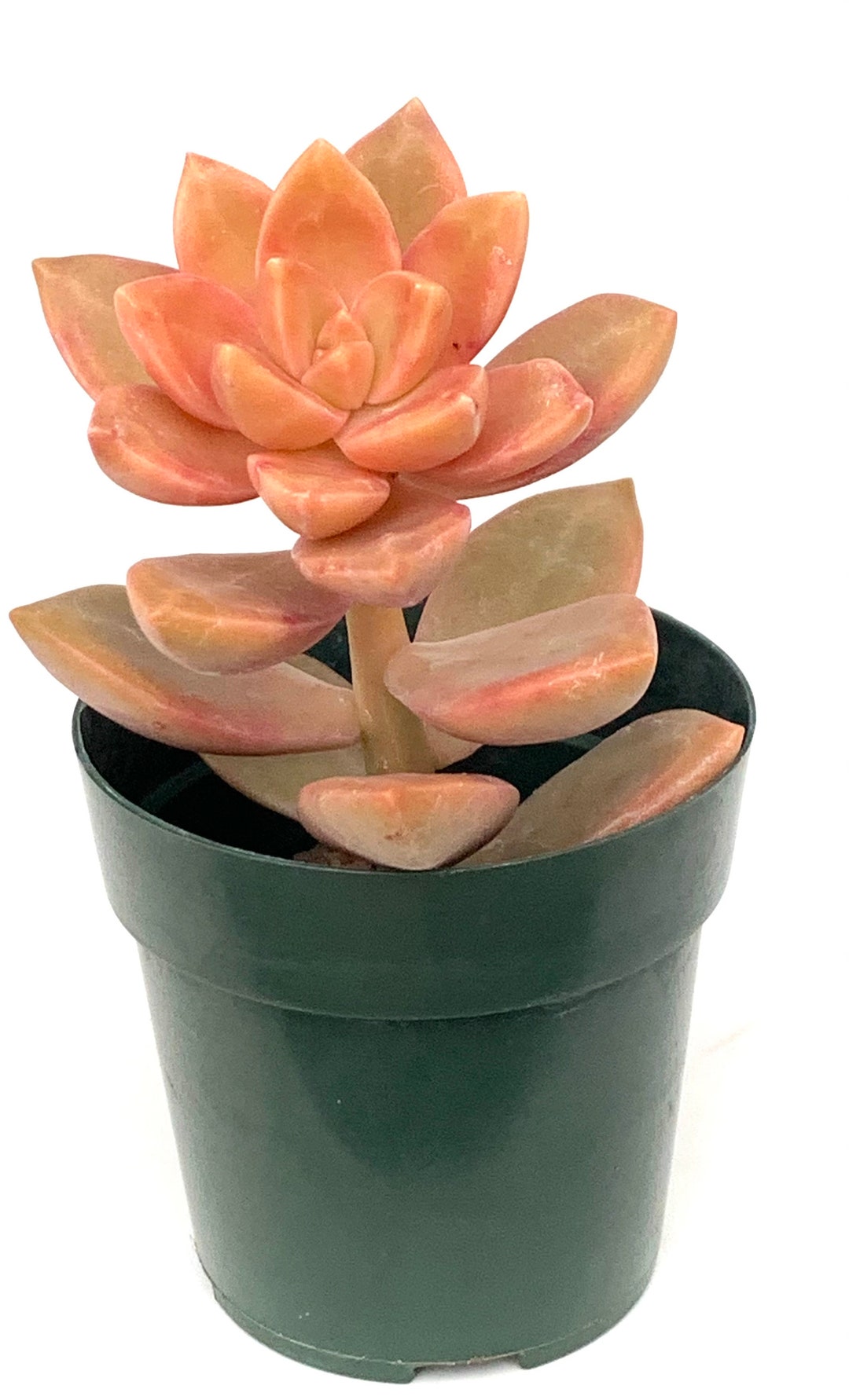 California Sunset Succulents Graptosedum in 2.5" Pots - Etsy