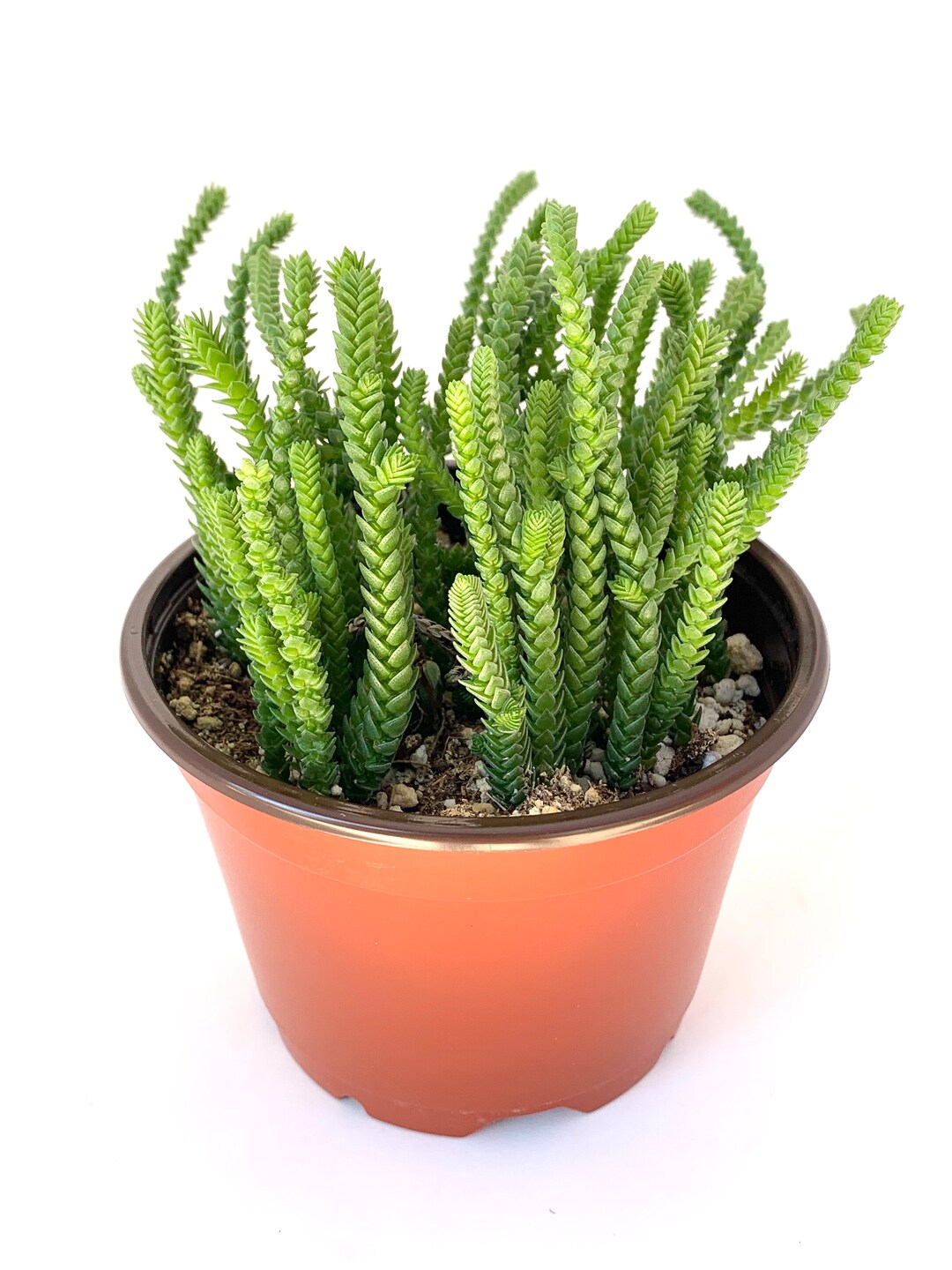 Watch Chain Plant