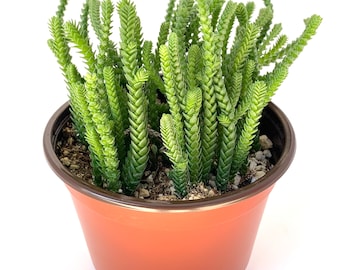 Crassula Muscosa Watch Chain Succulents Plants - 2 Inch Pot - Etsy