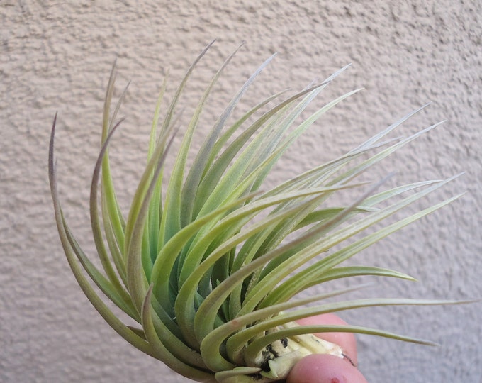 Tenuifolia Bronze Tip Air Plants - Etsy