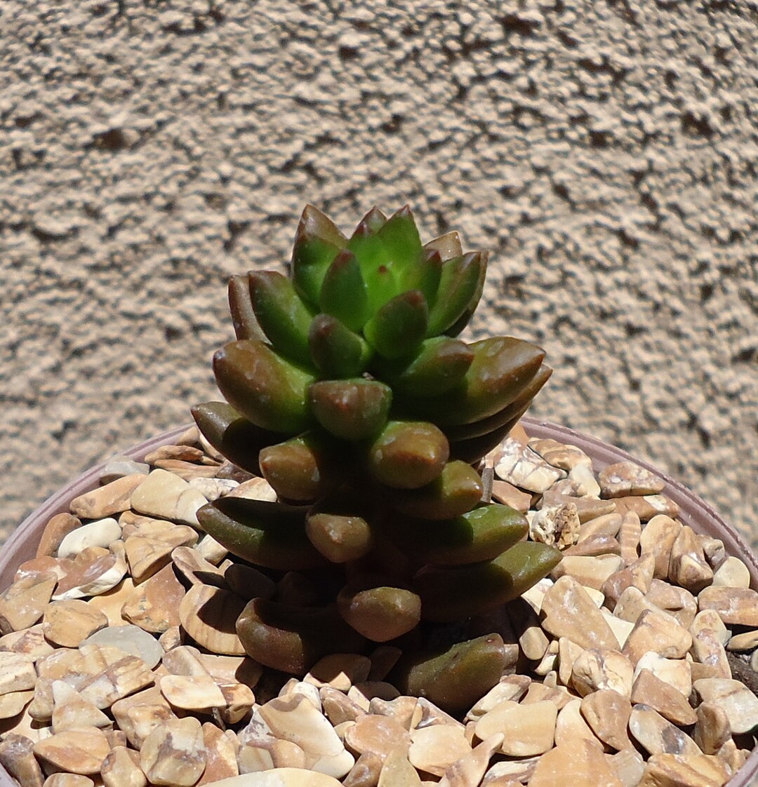 Sedeveria Jet Beads Succulents 2" Pot - Etsy