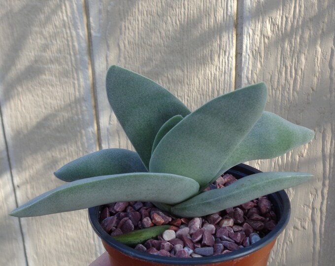 Large Propeller Succulent-crassula Falcata - Etsy