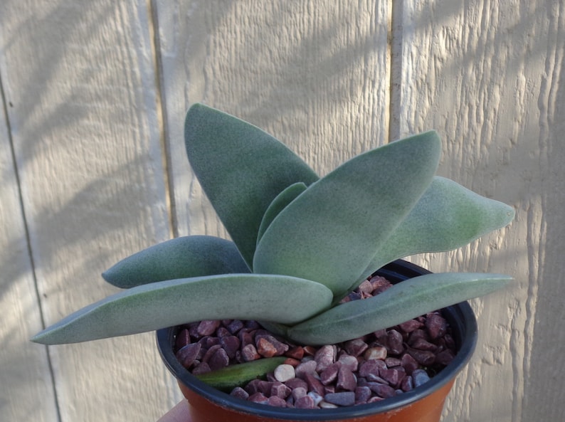 Large Propeller Succulent Crassula Falcata, 4" Pot - Etsy