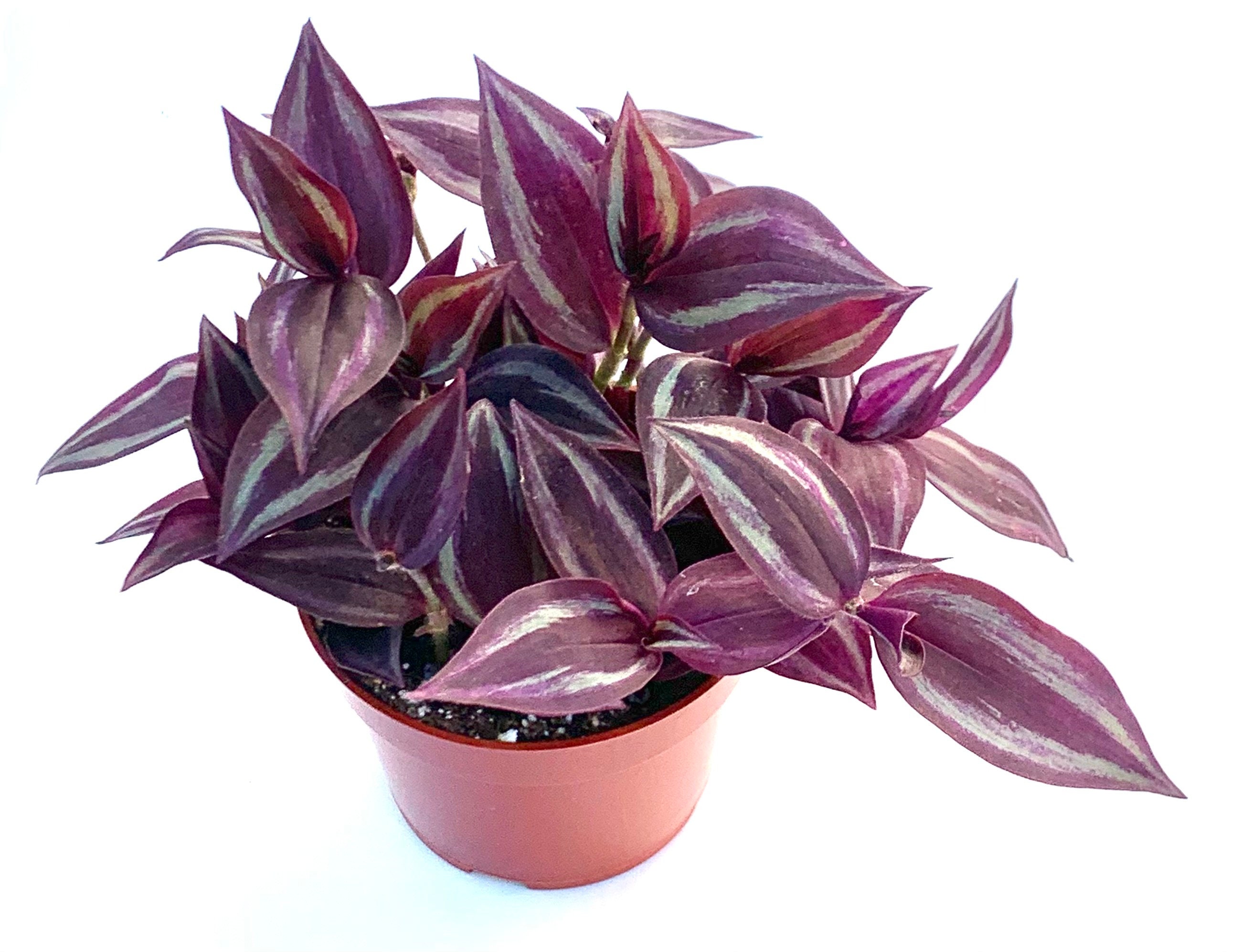 Tradescantia Red Gem Live Potted Houseplants - Etsy