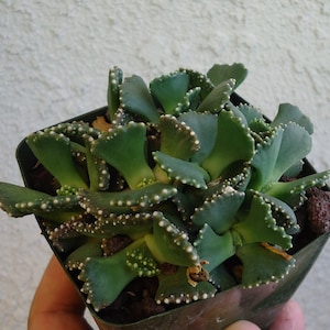 Giant Jewel Succulent Aloinopsis Malherbei, 4" Pot - Etsy