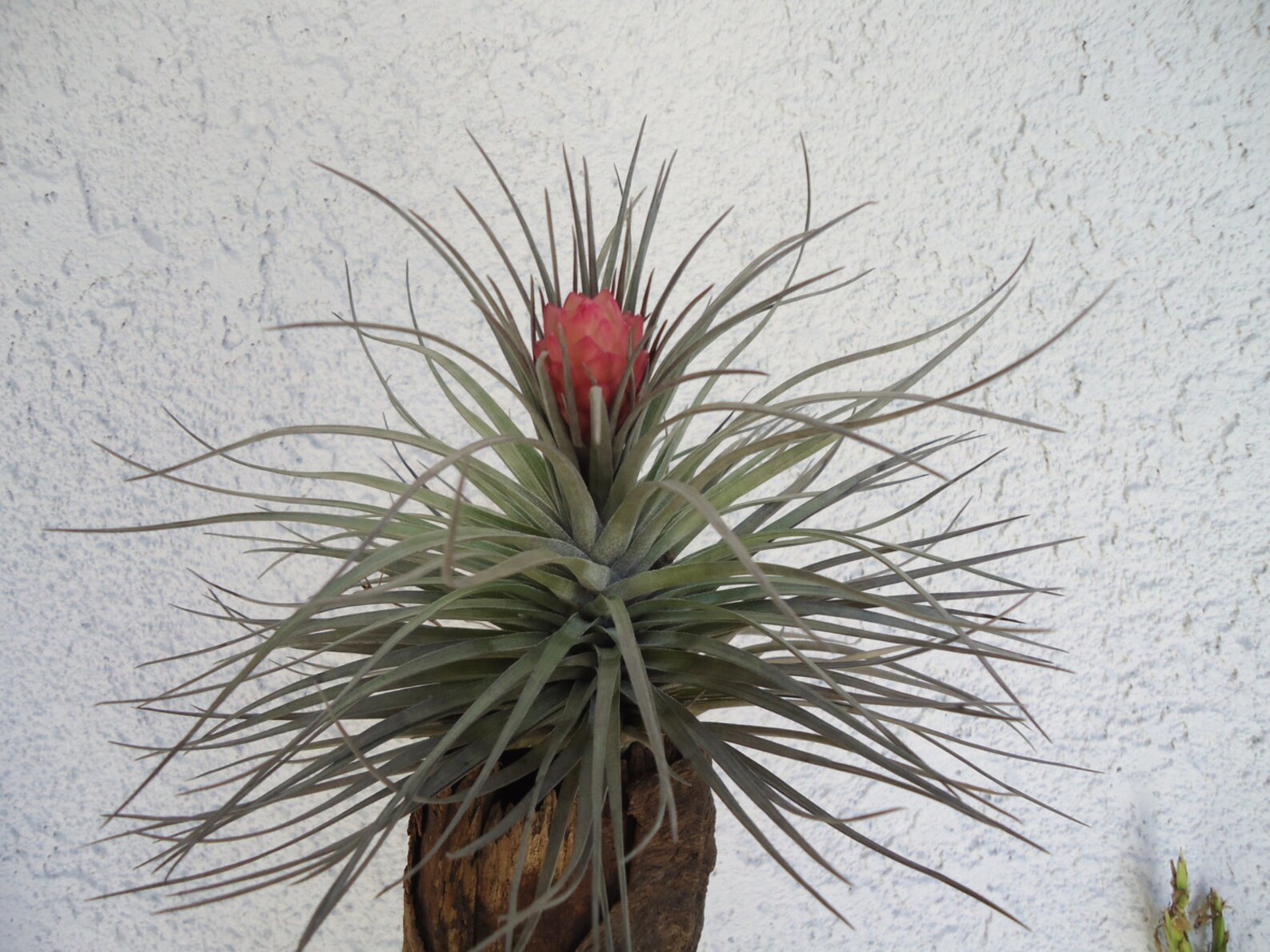 Tillandsia Stricta Iridescent Air Plants - Etsy