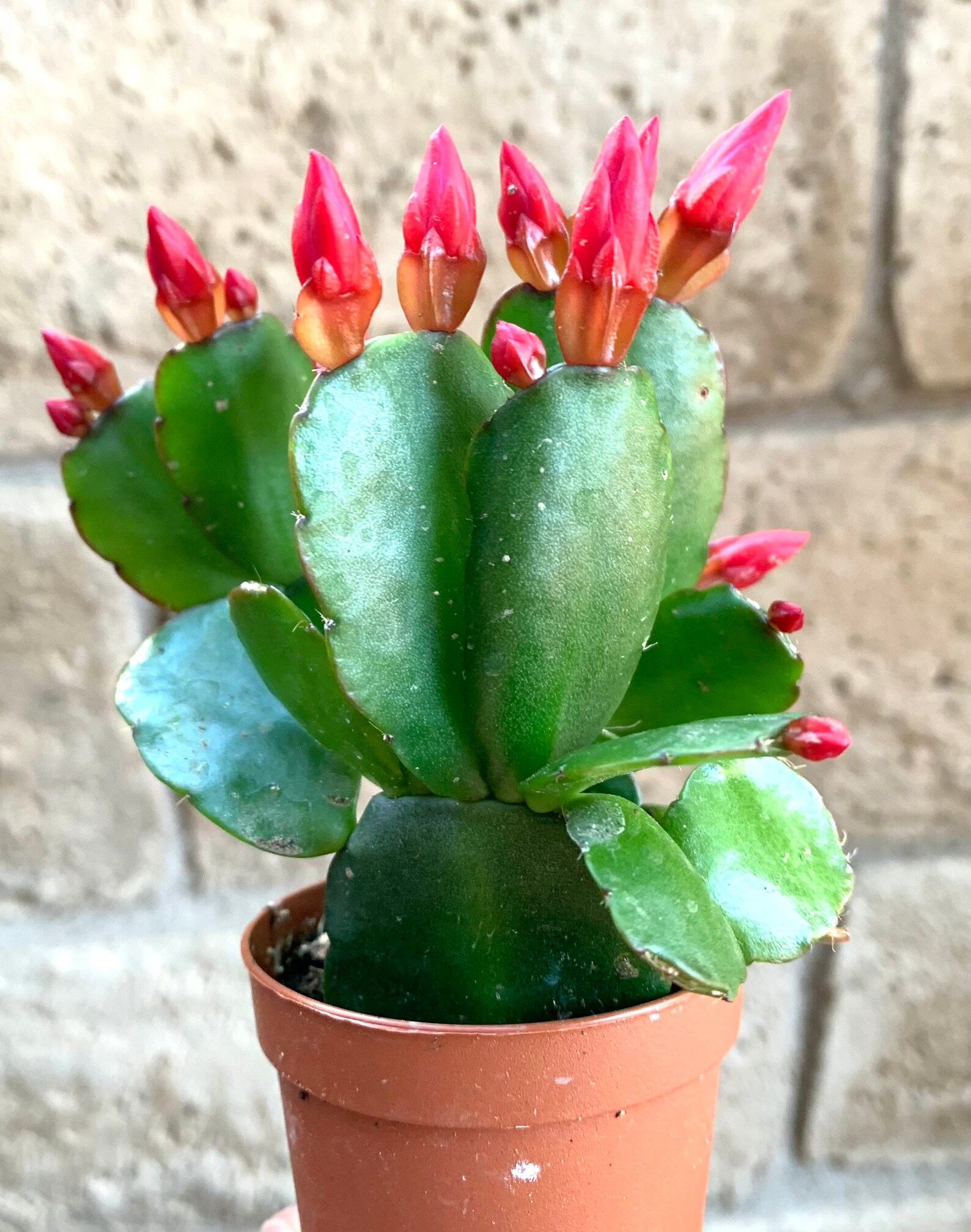 Red Flower Easter Cactus Rhipsalidopsis Gaertnerrii - Etsy