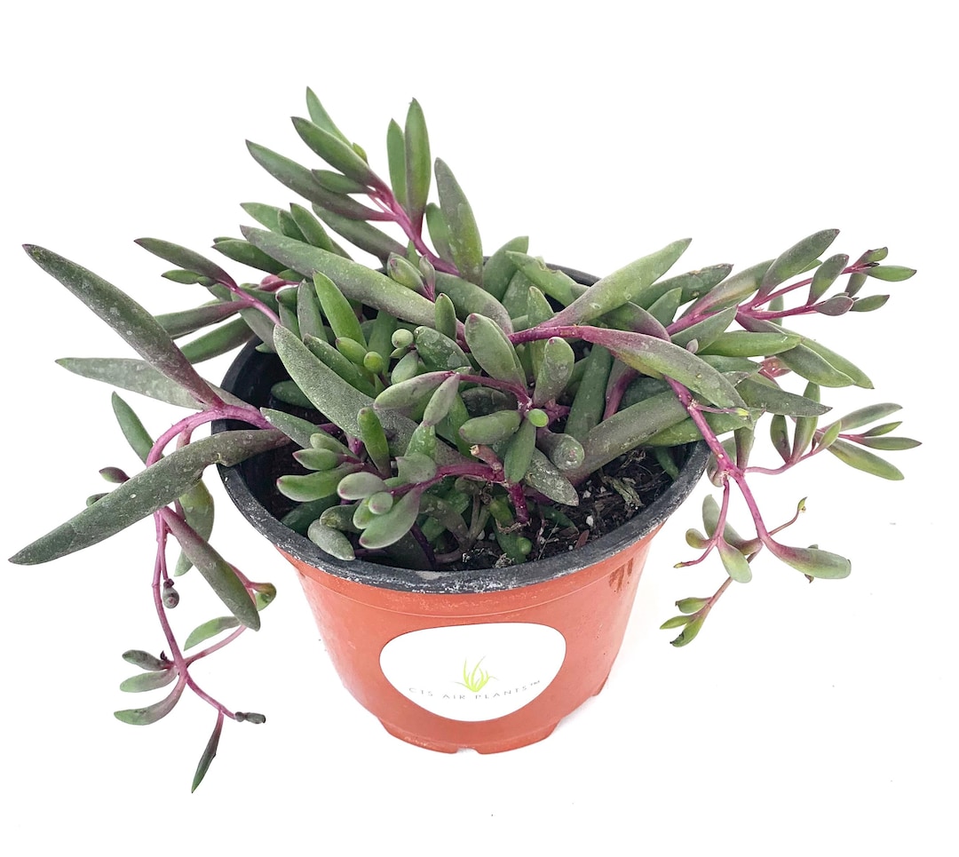 String of Pickles Succulents Othonna Capensis - Etsy