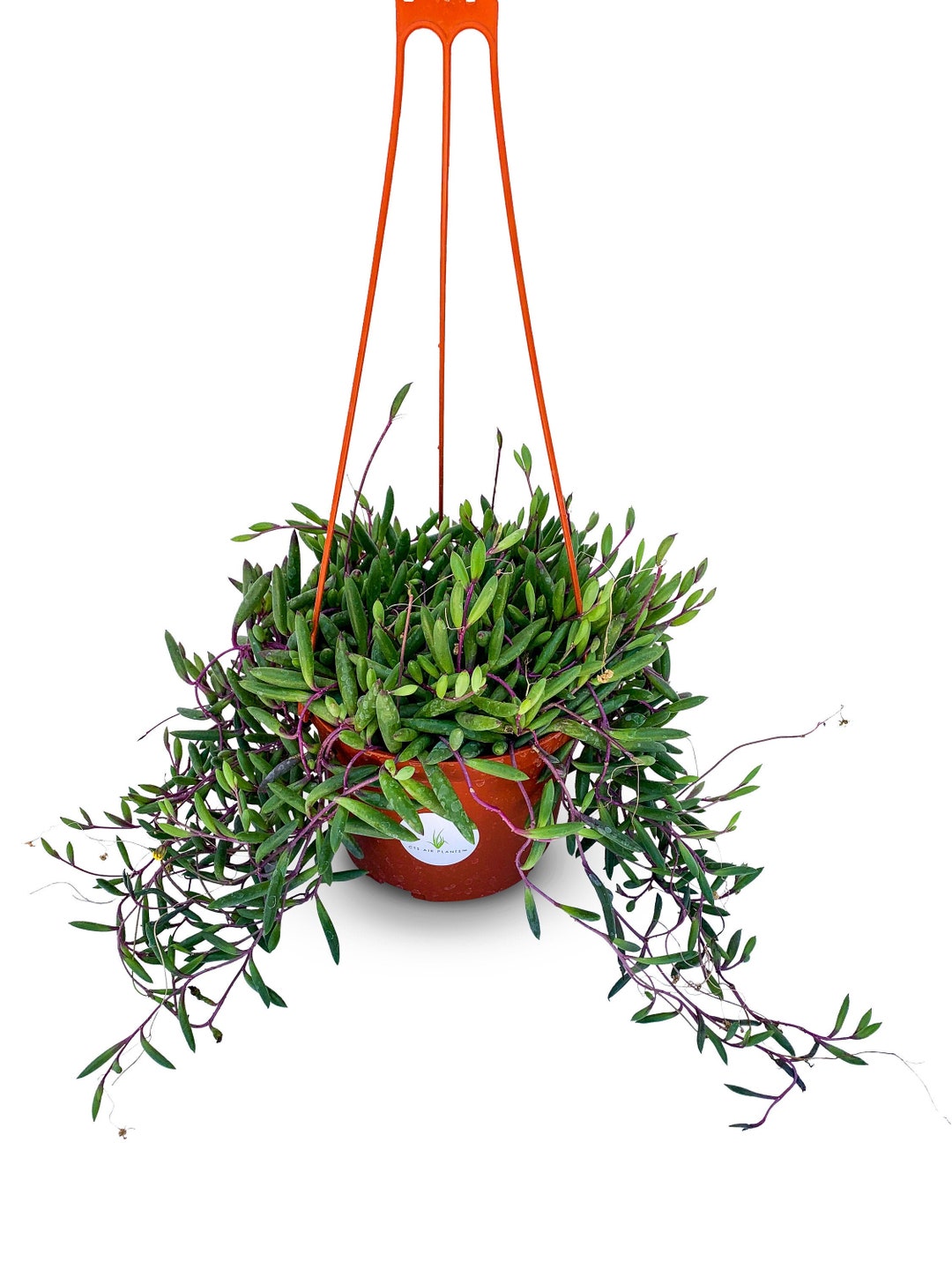 String of Pickles Succulents in 6" Hanging Pot Othonna Capensis - Etsy