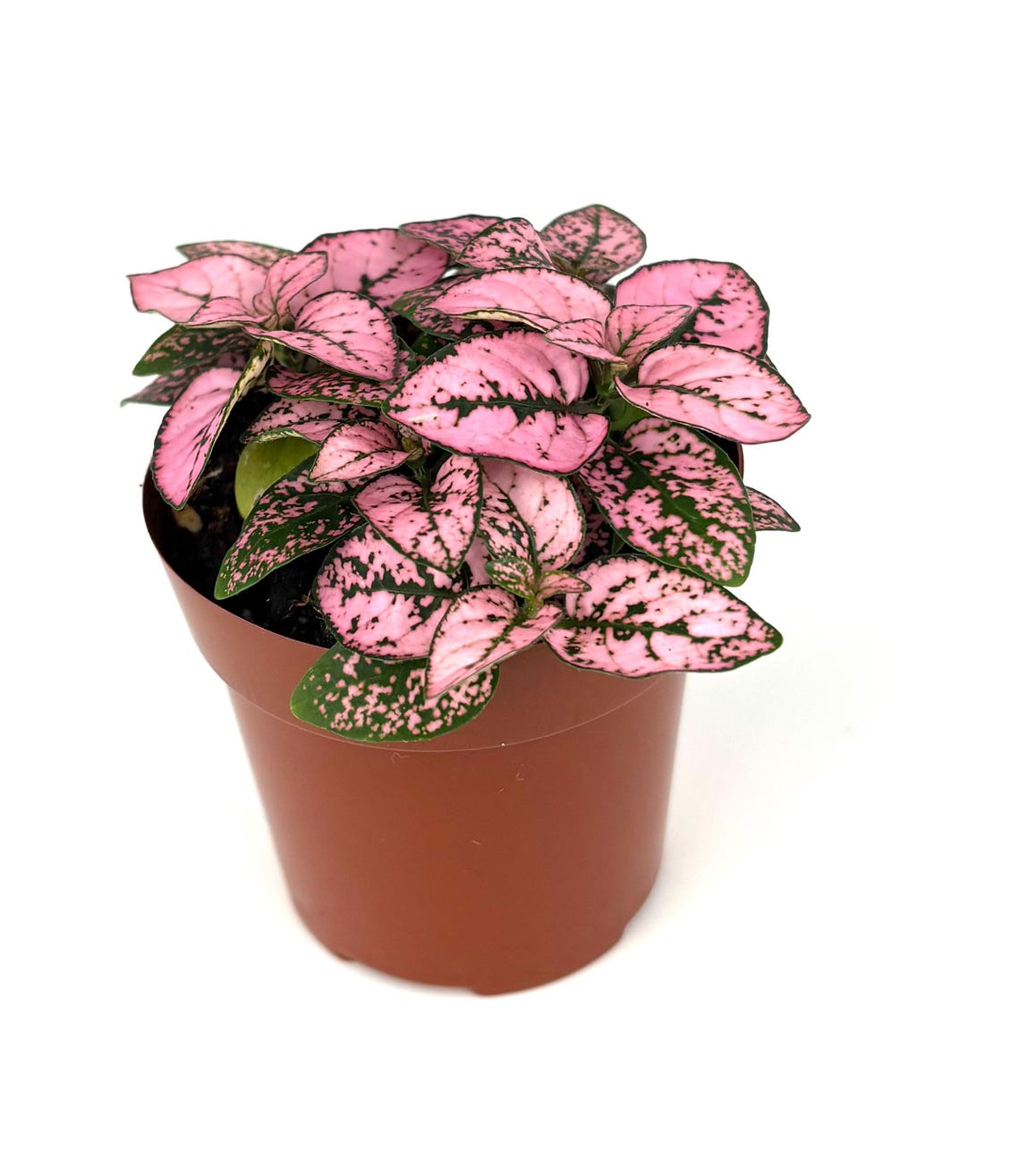 Hypoestes Rose Splash Live Potted House Plants - Etsy