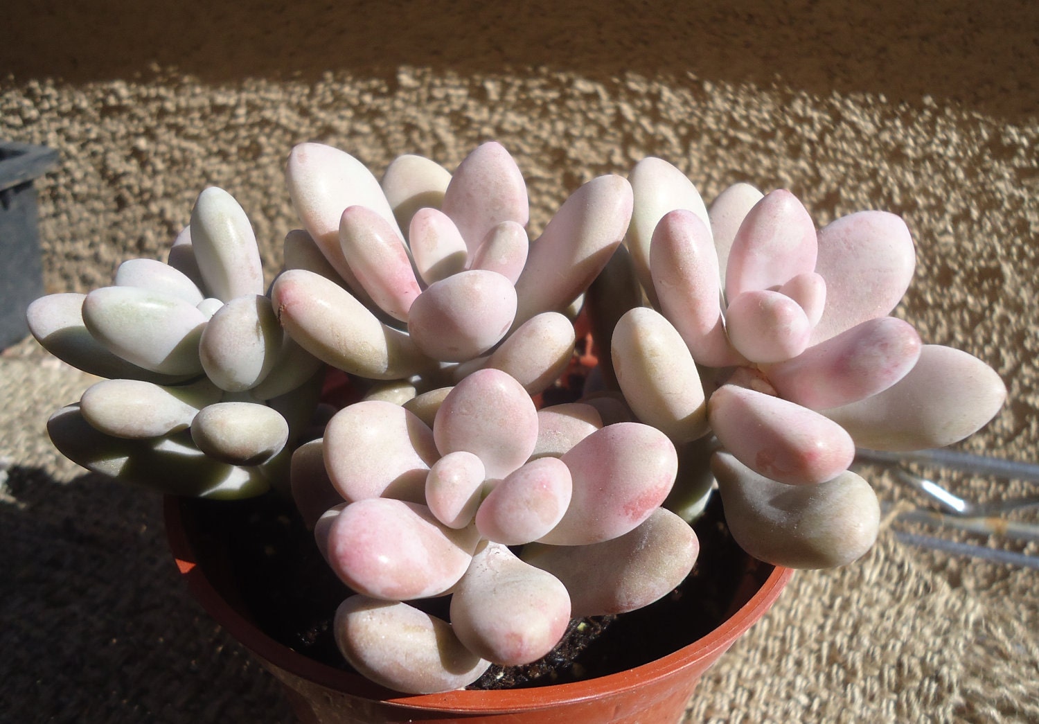 Pink Moonstone Succulents Pachyphytum Oviferum Roseum - Etsy