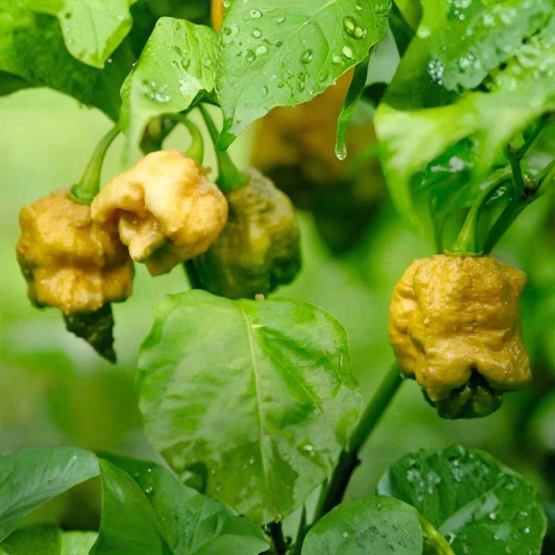 7 Pot Primo Pepper Plant - Etsy