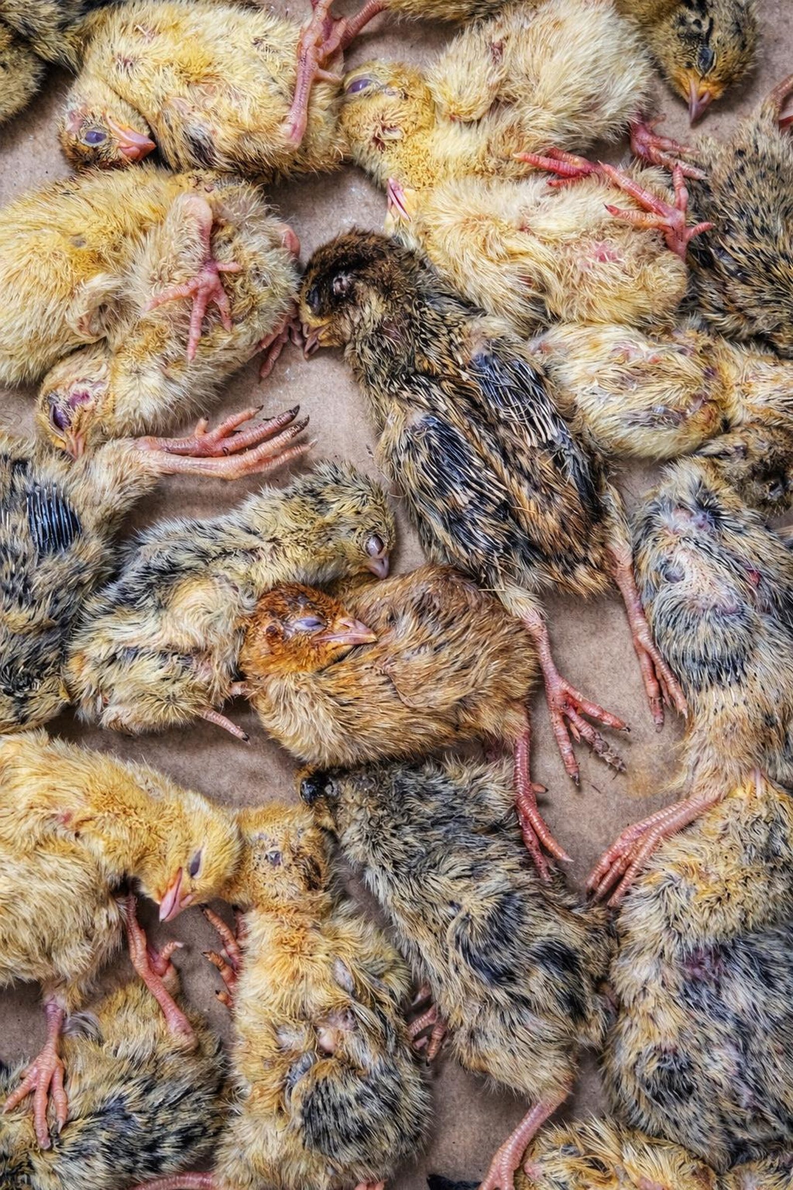 Freeze Dried Whole Quail Chicks - Small Size, Pack of 14 - Etsy