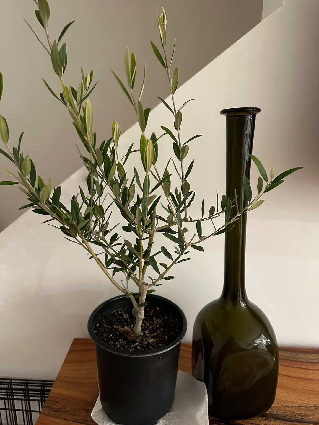 Olive Tree Wilsonii 1 Gallon - Etsy