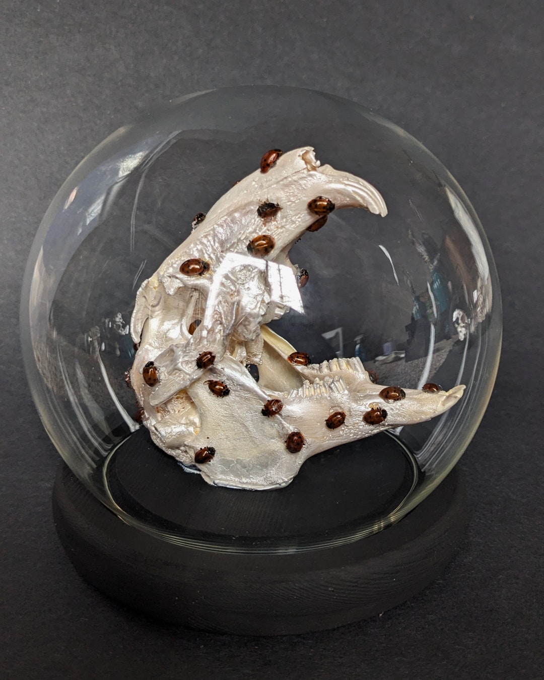 Circular Glass Dome Pearled Rabbit Skull W/ Ladybugs - Etsy