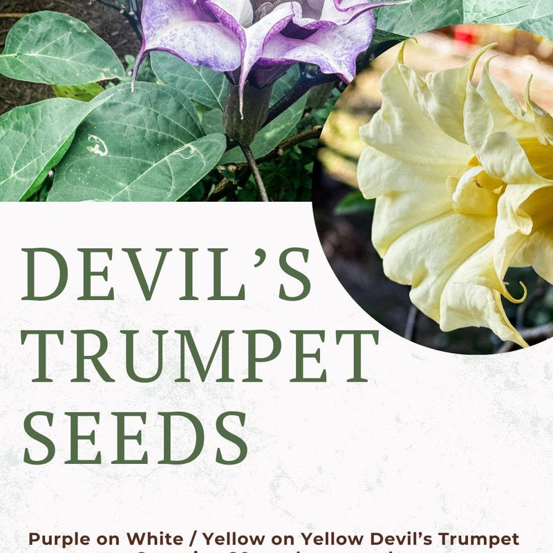 Devils Trumpet - Etsy