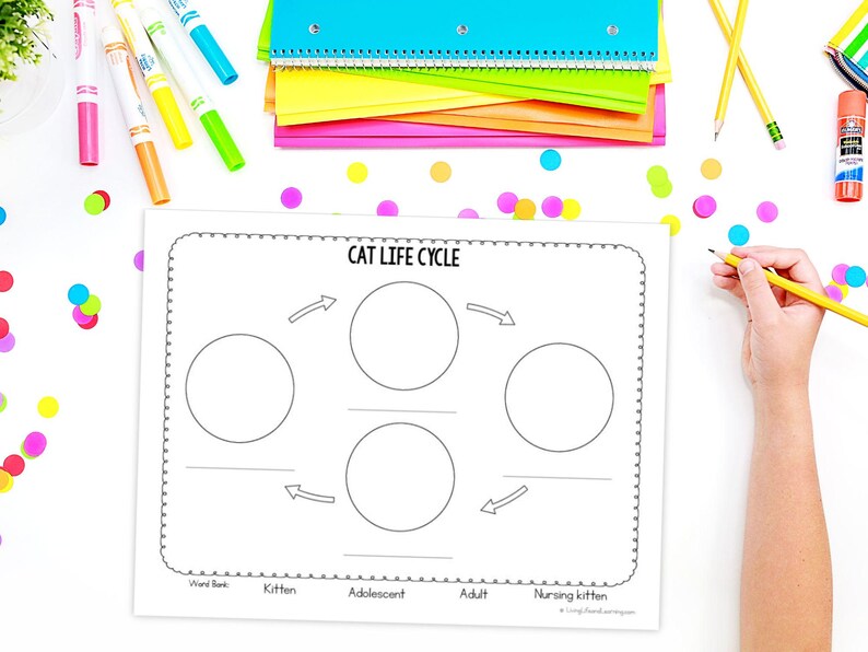 Life Cycle of a Cat Worksheet, Printable Cat Unit, Animal Life Cycle ...