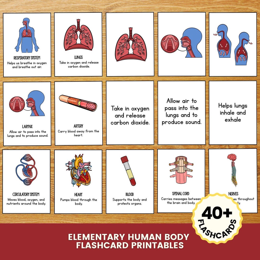 Human Body Flashcards Printable, Elementary Science Flash Cards ...