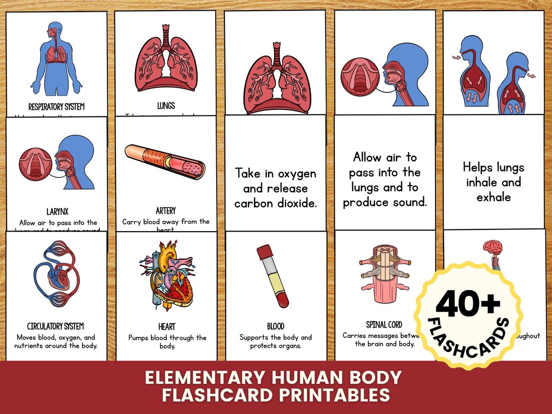Elementary Human Body Flashcard Printables for Kids, Body Systems Game ...
