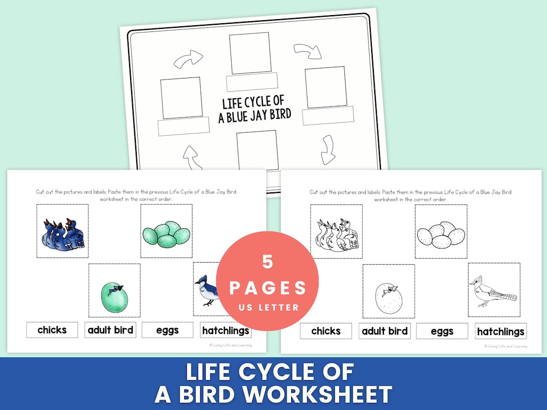 Life Cycle of a Bird Worksheet, Bird Life Cycle Printable, Blue Jay ...