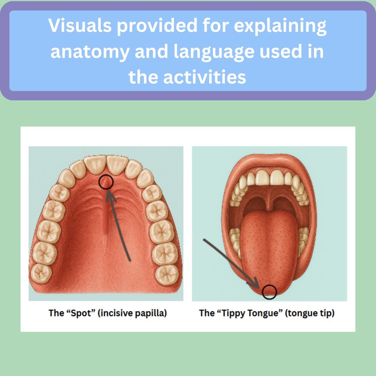 Oral Motor Exercise Cards | Myofunctional Therapy, Speech (digital ...