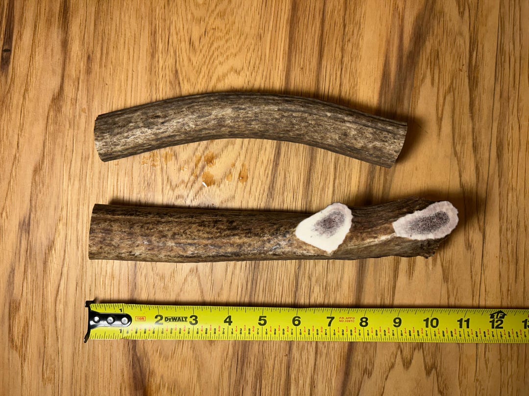 Large Unsplit Premium Elk Antler Chews (1pc) - Etsy