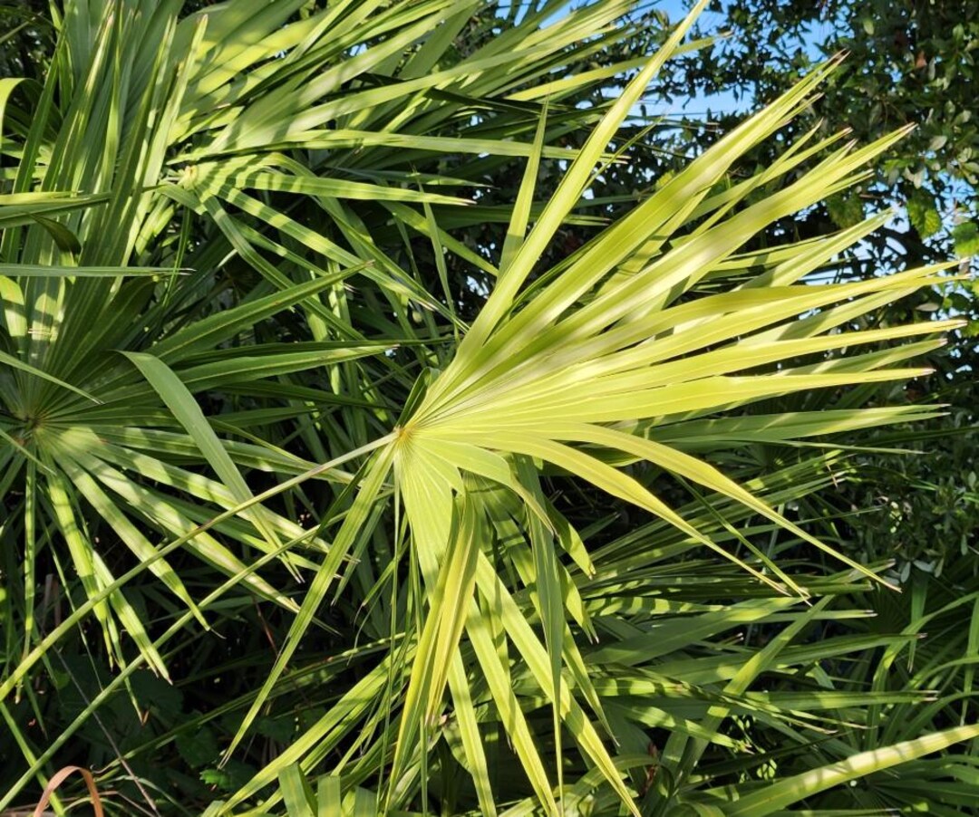 Saw Palmetto Live Plant - 3 Gallon - Serenoa Repens - Native Palm for ...