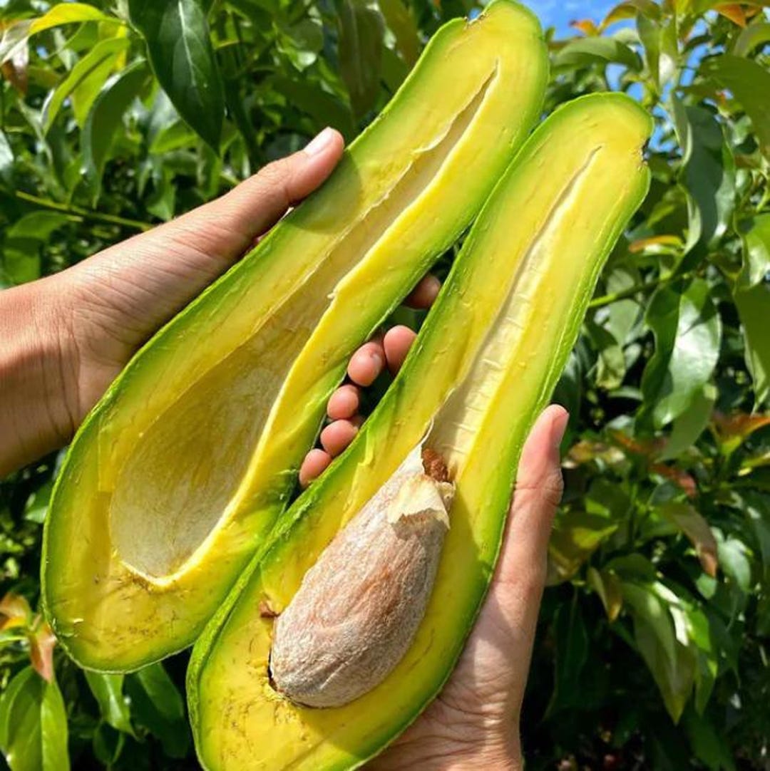 Avocado Russell Live Grafted Tree - 1-2 Feet Tall - 3 Gallon Pot ...