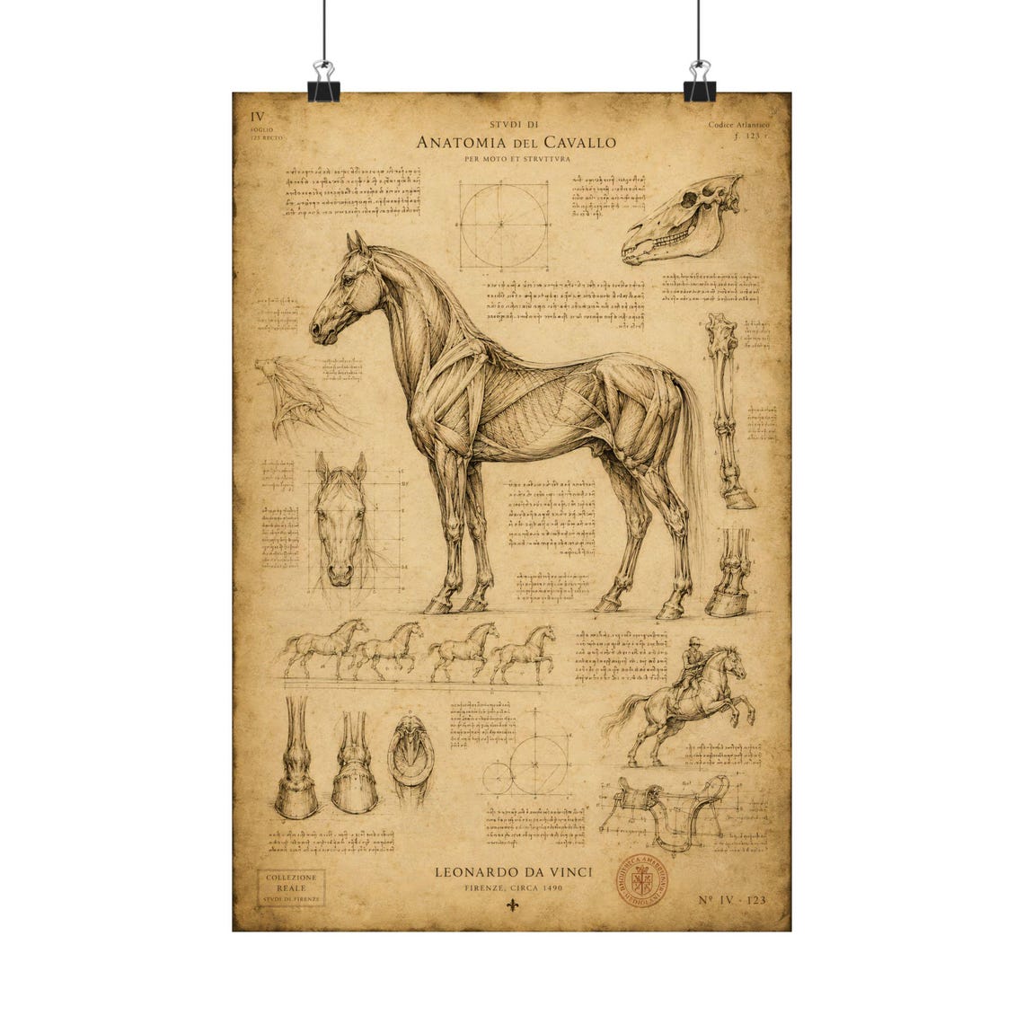 Pôster de anatomia equina de Leonardo da Vinci | Pôster vintage de ...