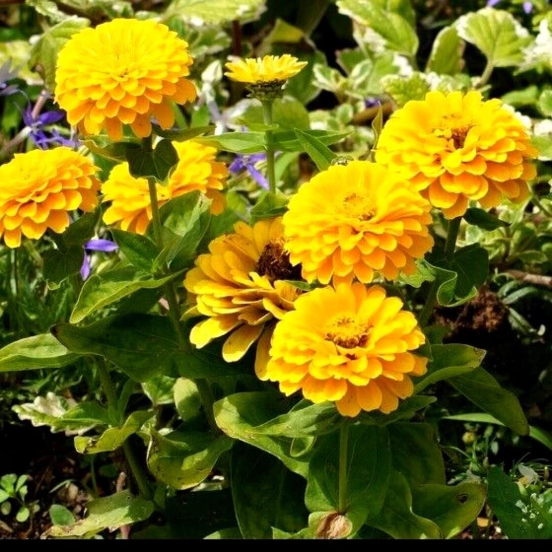 100 Canary Bird Zinnia Seeds – Zinnia Elegans - Etsy
