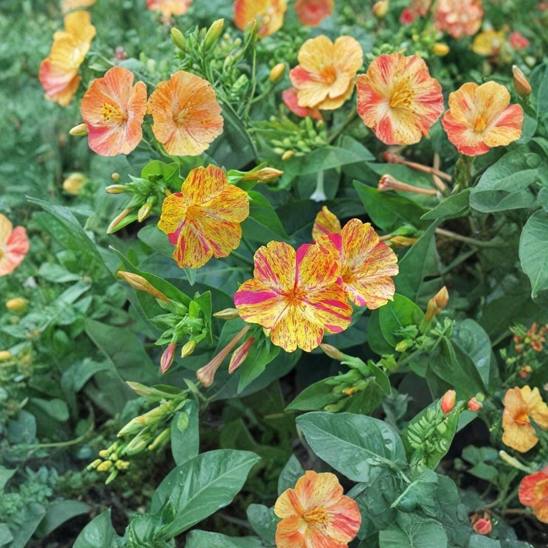 25 Broken Colors Four O’clock Seeds – Mirabilis Jalapa - Etsy