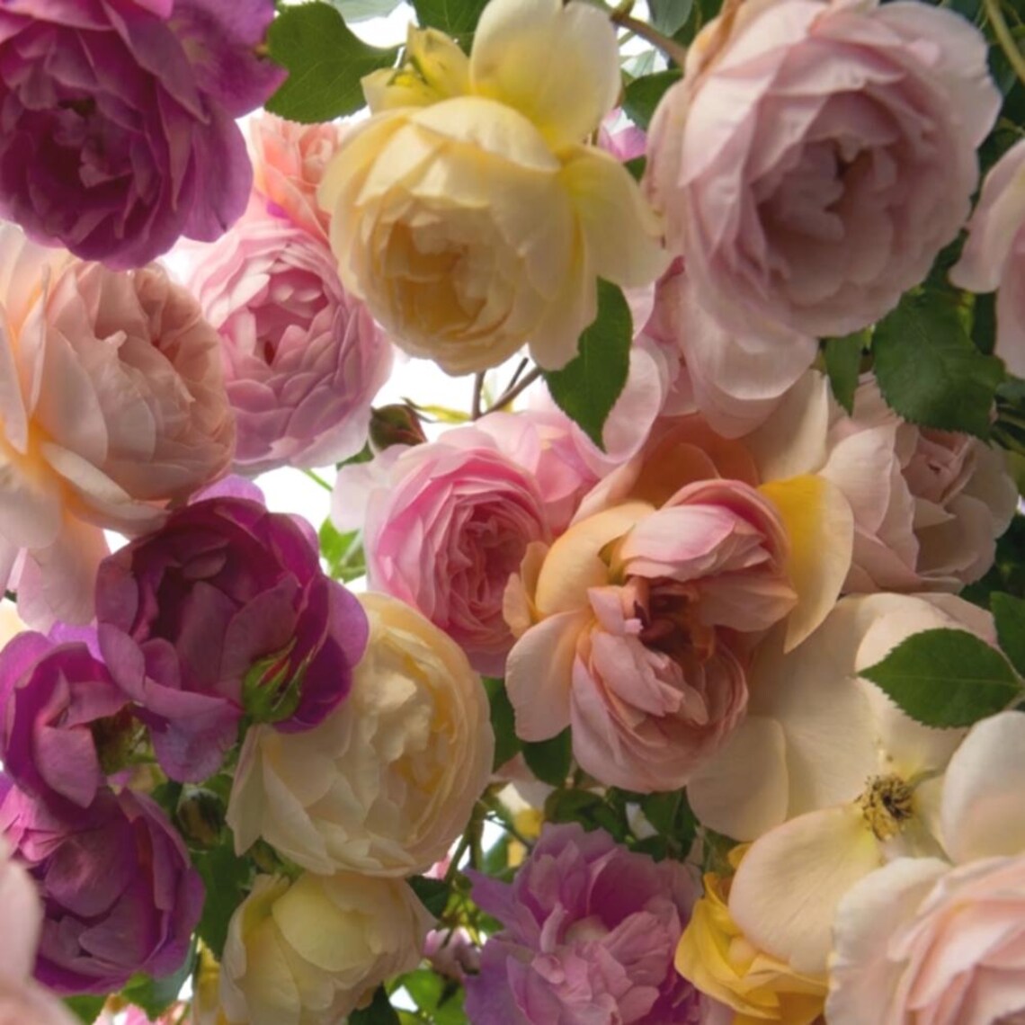 Romantic Garden Roses Wall Art, Pastel Floral Botanical Print, Nature ...
