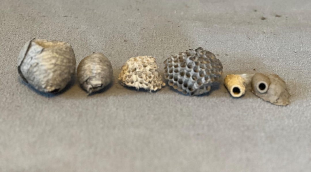 Assortment of 3 Different Types of Natural Wasp/hornet Nests Collected ...