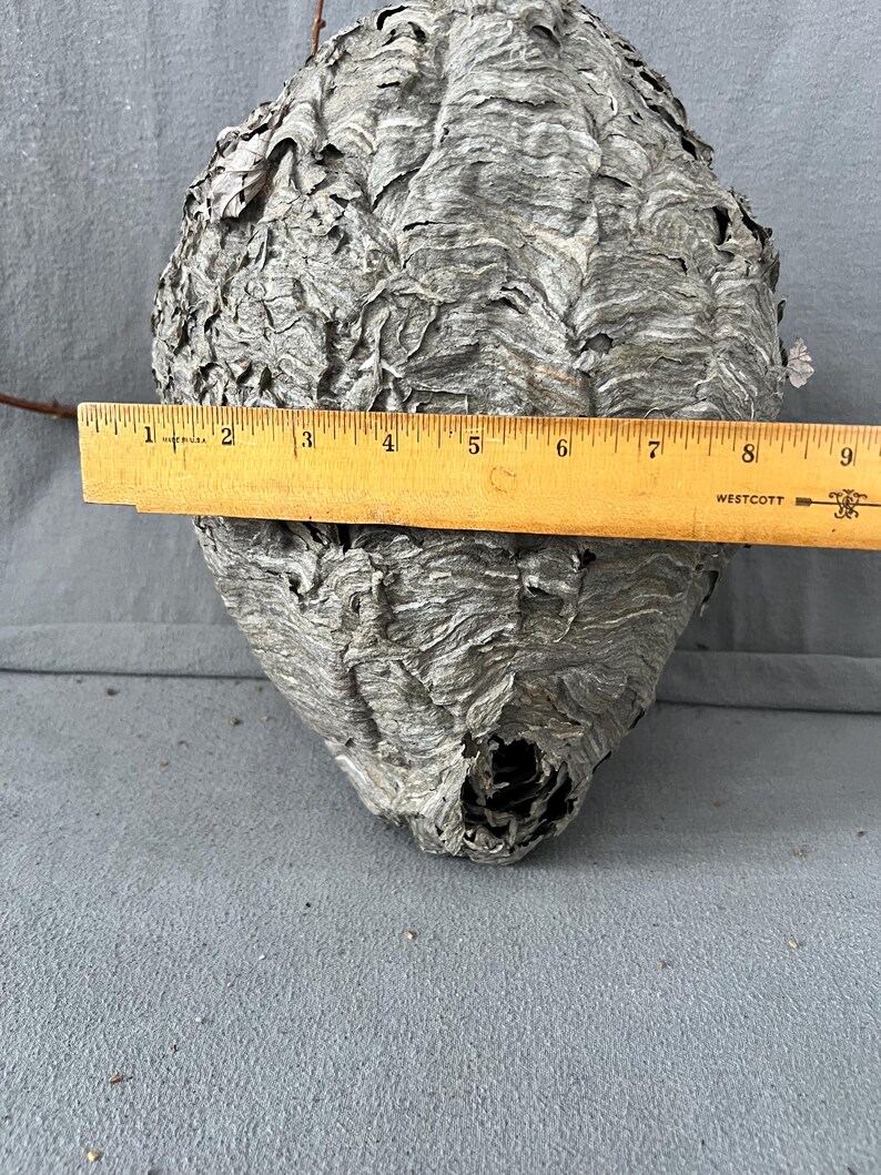 Extra Large Natural Paper Wasp/bald Face Hornet Nest Collected in Penn ...