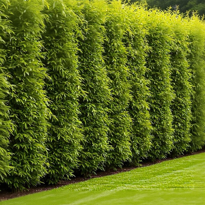 Inspiring Fast Growing Windbreak Trees Gallery