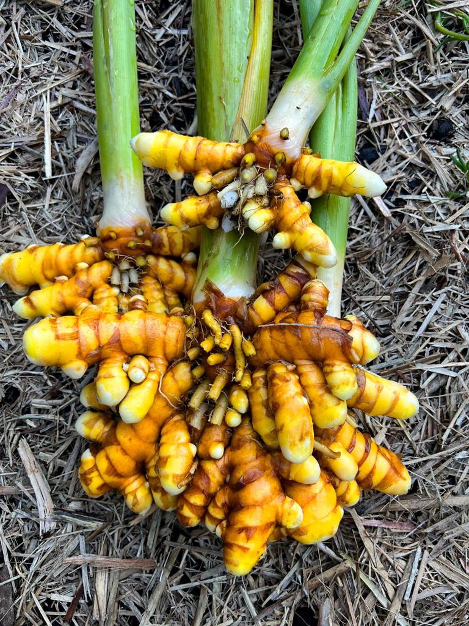 Dried Turmeric Slices | Curcuma Longa | Ceylon Turmeric Root | Natural ...