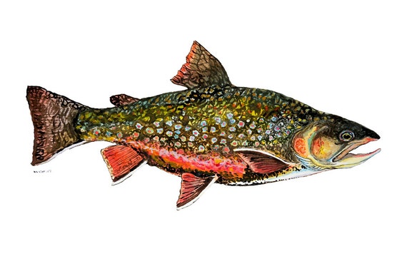 Brook Trout 8 X 12 Giclee Print | Etsy