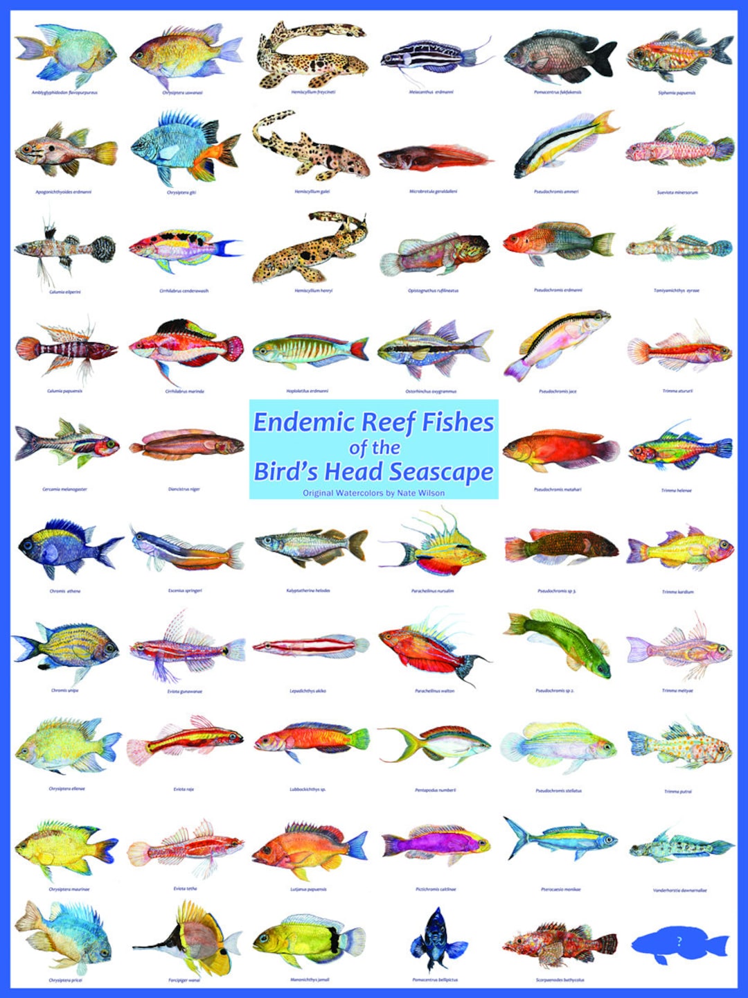 Endemic Reef Fish of the Birds Head Seascape Poster - Etsy