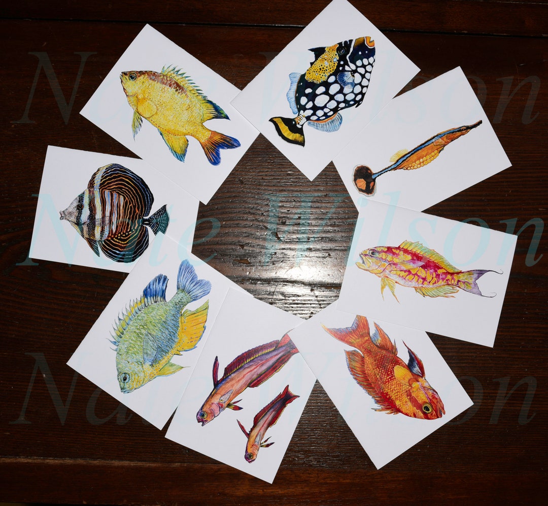 Reef Fish Notecards Mixed Species - Etsy