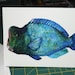 Reef Fish Notecards- Series 8 - Etsy
